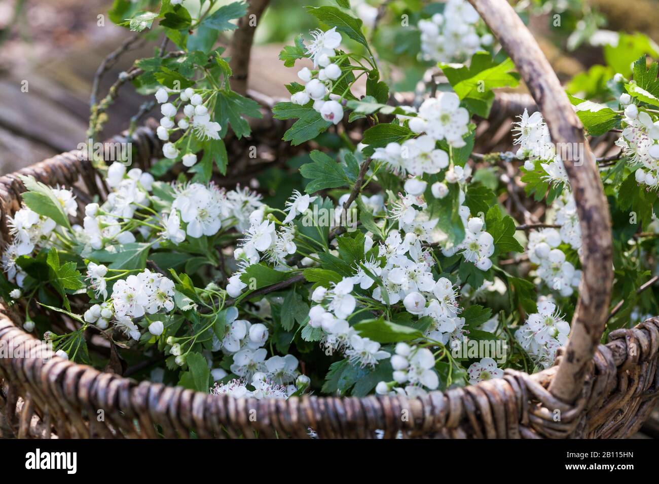 English hawthorn, midland hawthorn (Crataegus laevigata), harvesting of ...