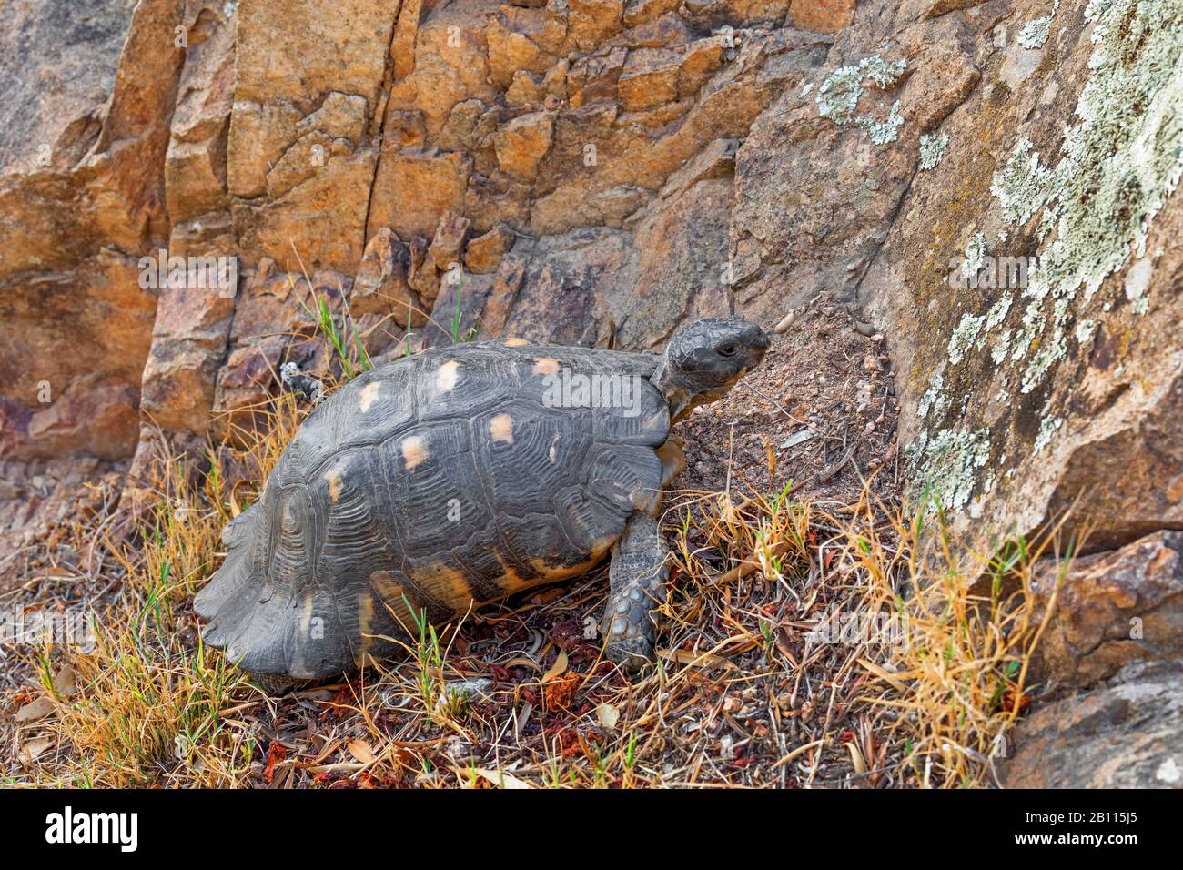 margined tortoise, marginated tortoise (Testudo marginata), in stony ...