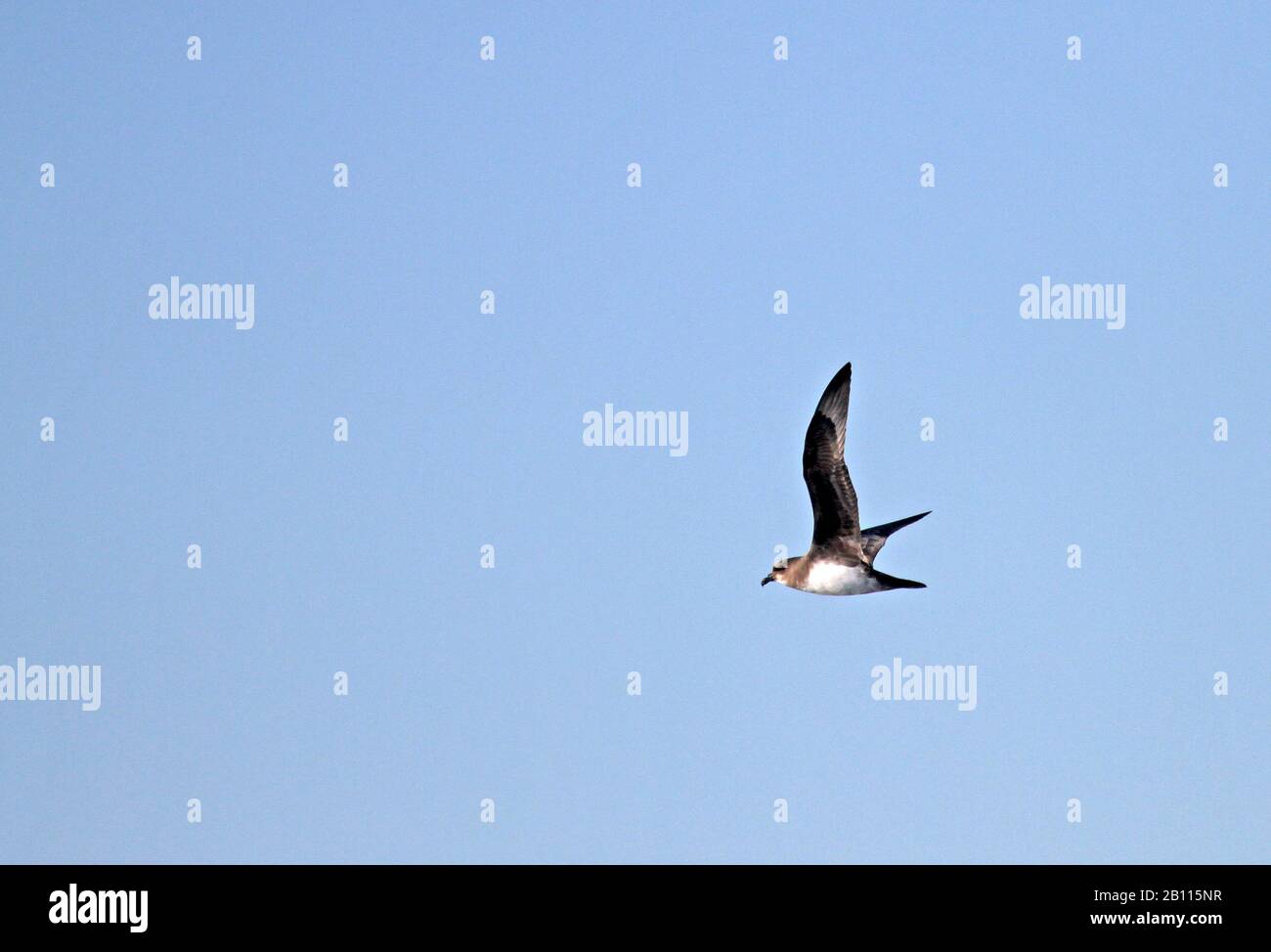 Schlegels petrel hi-res stock photography and images - Alamy