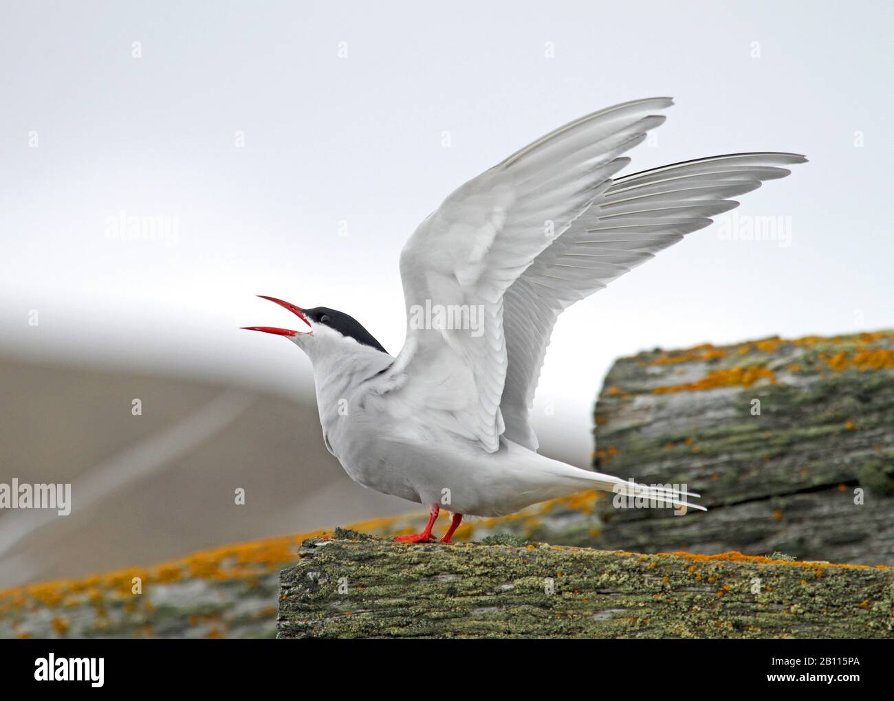 Antarctic tern (Sterna vittata), calling, Antarctica Stock Photo - Alamy