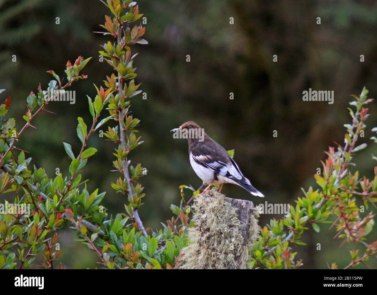 aztec thrush (Ridgwayia pinicola), sits on a tree snag, Mexico Stock ...