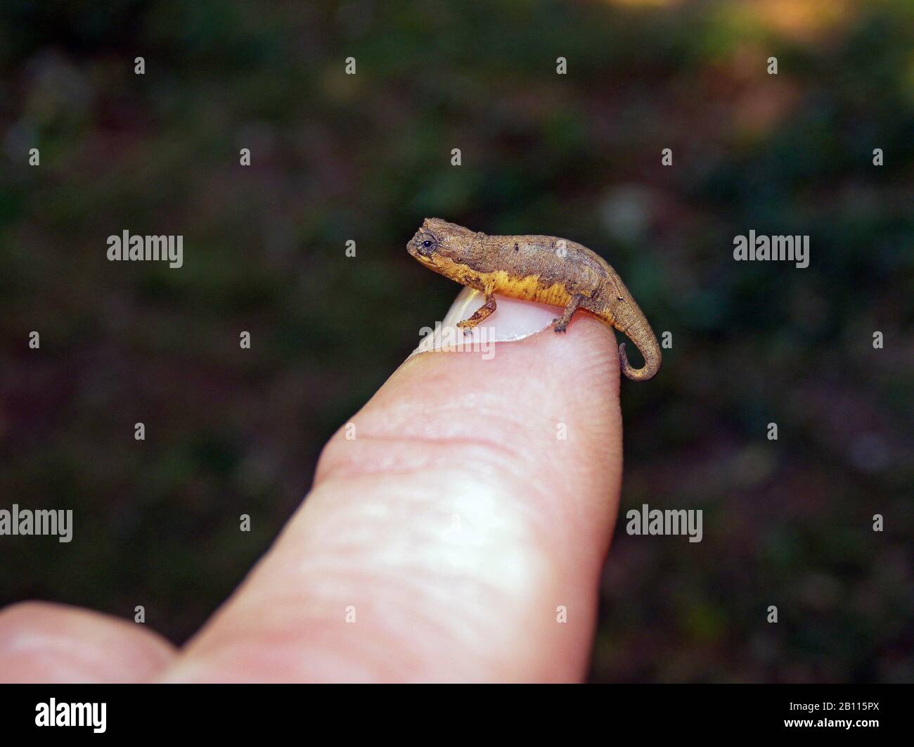 Mount d'Ambre leaf chameleon (Brookesia tuberculata), on finger for ...