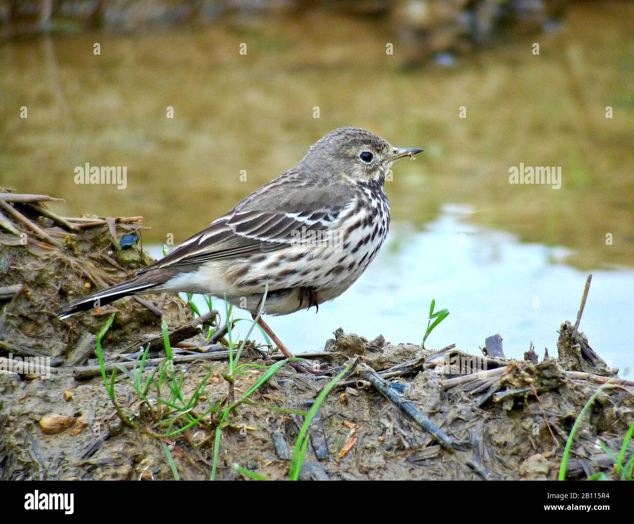 Asian buff bellied pipit hi-res stock photography and images - Alamy
