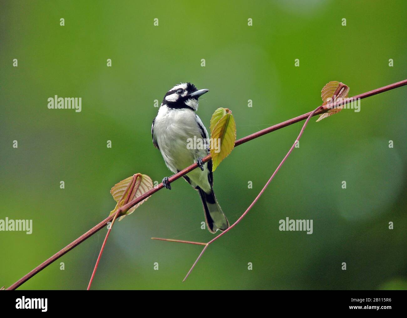 White-naped Monarch (Carterornis pileatus), endemic of the Maluku ...
