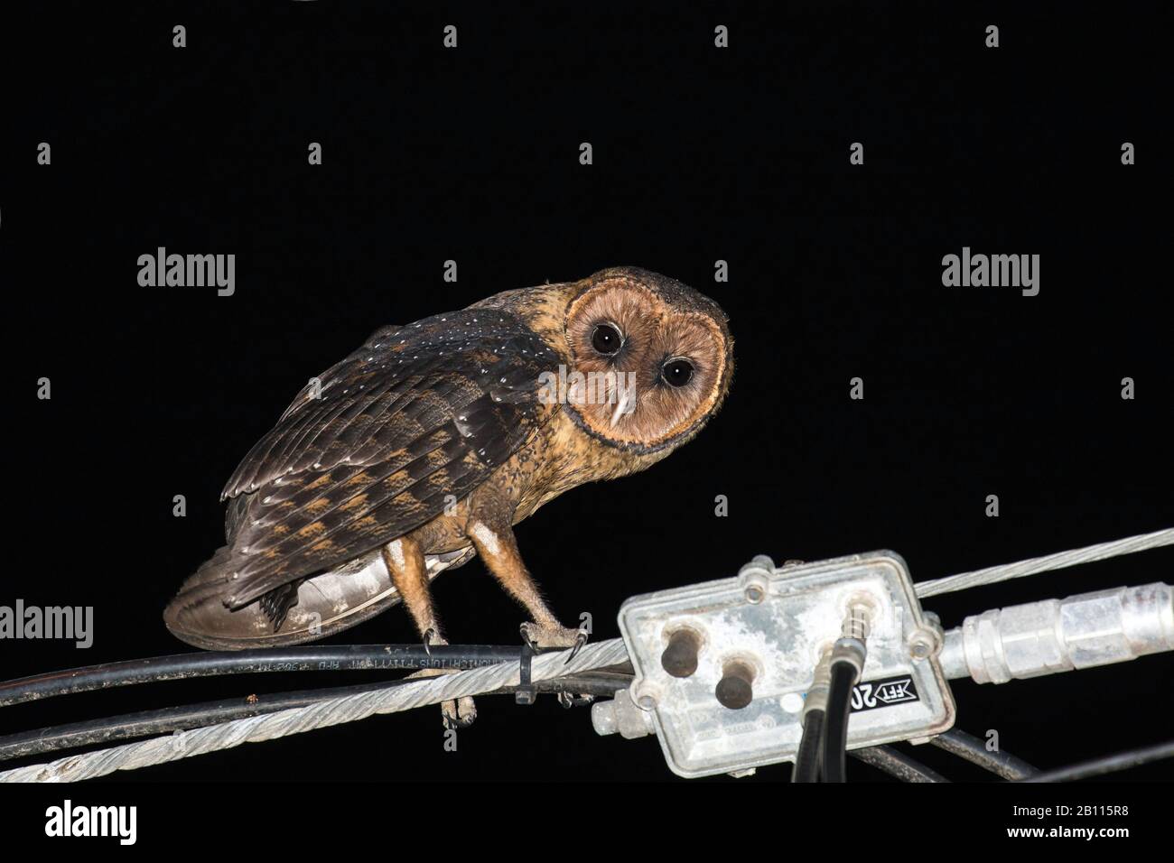 Grenada wildlife and animals hi-res stock photography and images - Alamy