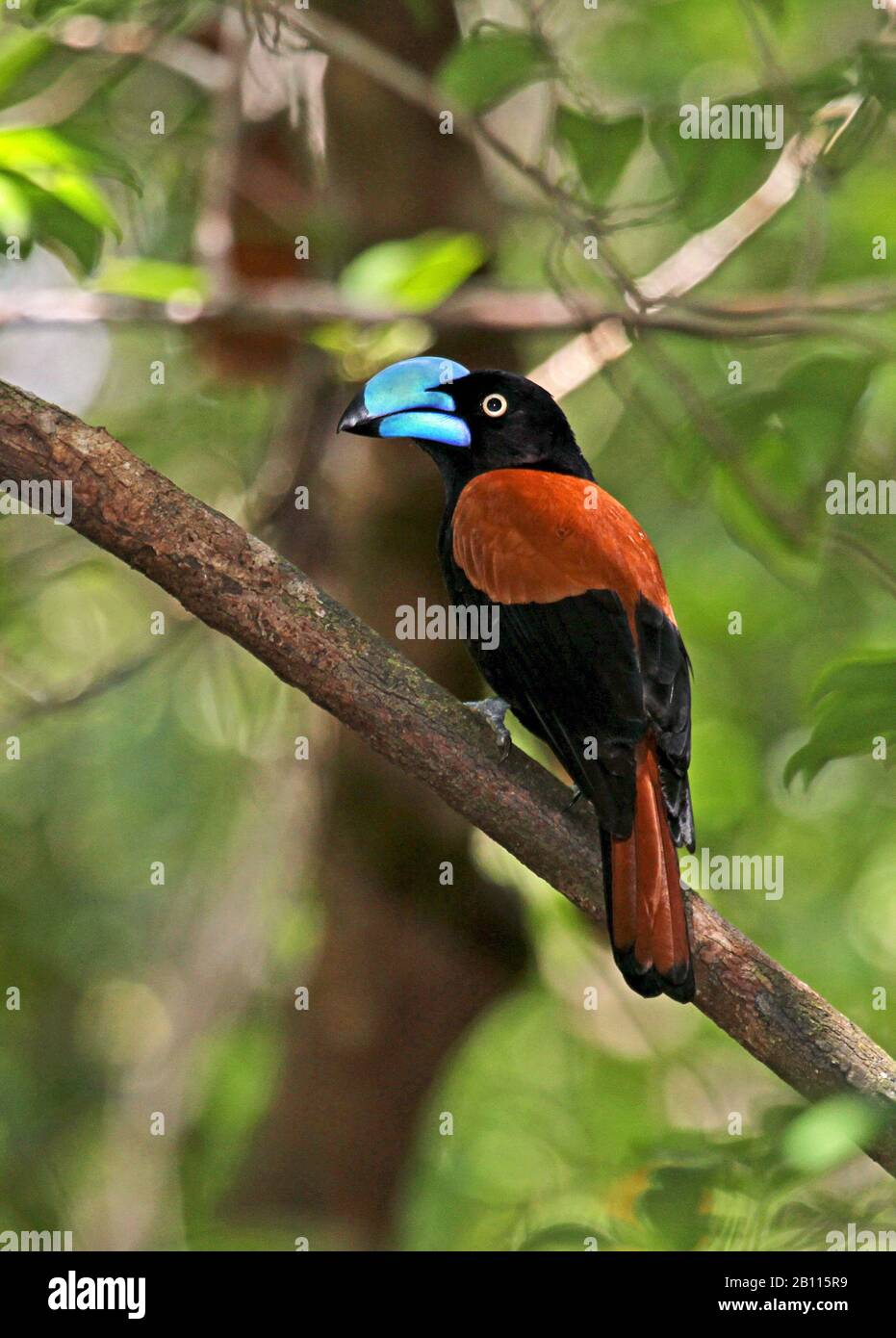 helmet bird (Euryceros prevostii), sitting on a branch, Madagascar ...