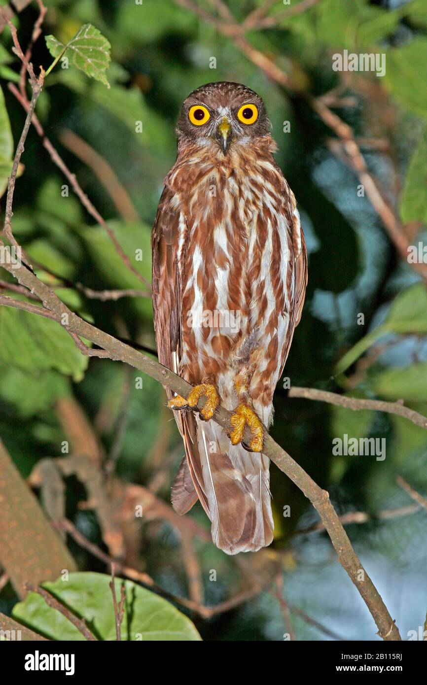 Northern Boobook, boobook owl (Ninox japonica), sits on a branch, Japan ...