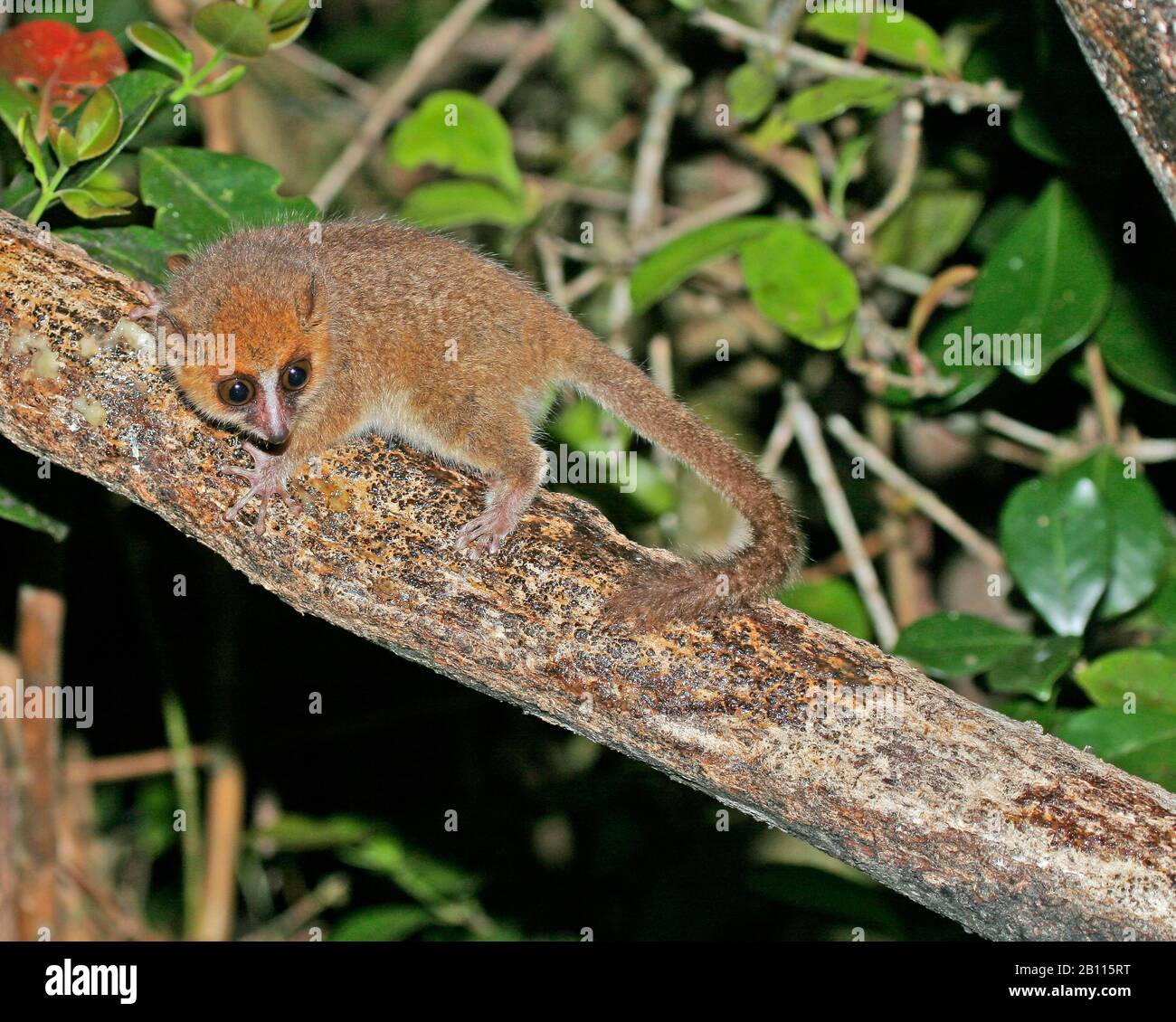 red mouse-lemur (Microcebus rufus), sits on a branch, Madagascar Stock ...