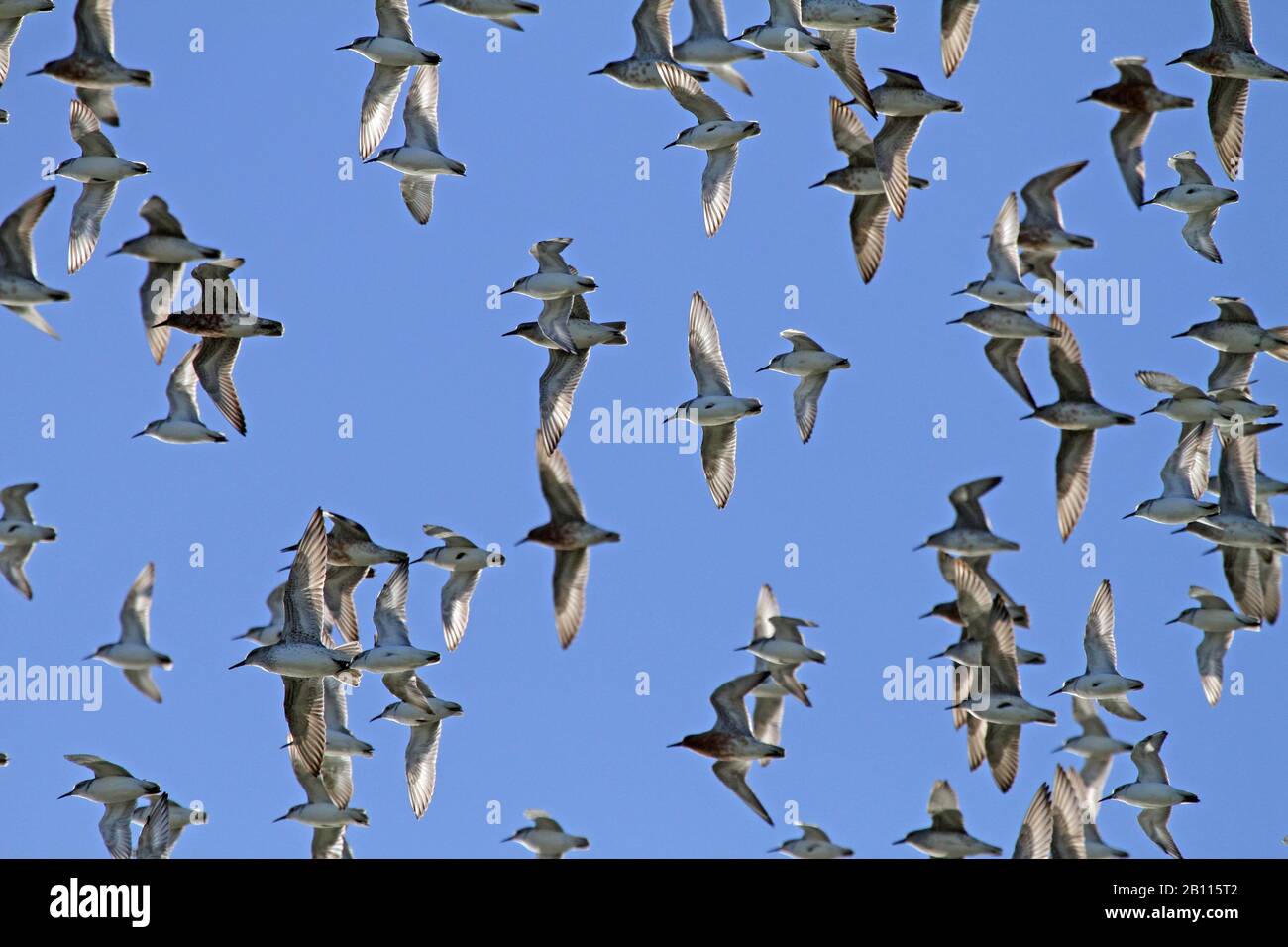 wry-bill, wrybill (Anarhynchus frontalis), flying flock from below, New ...