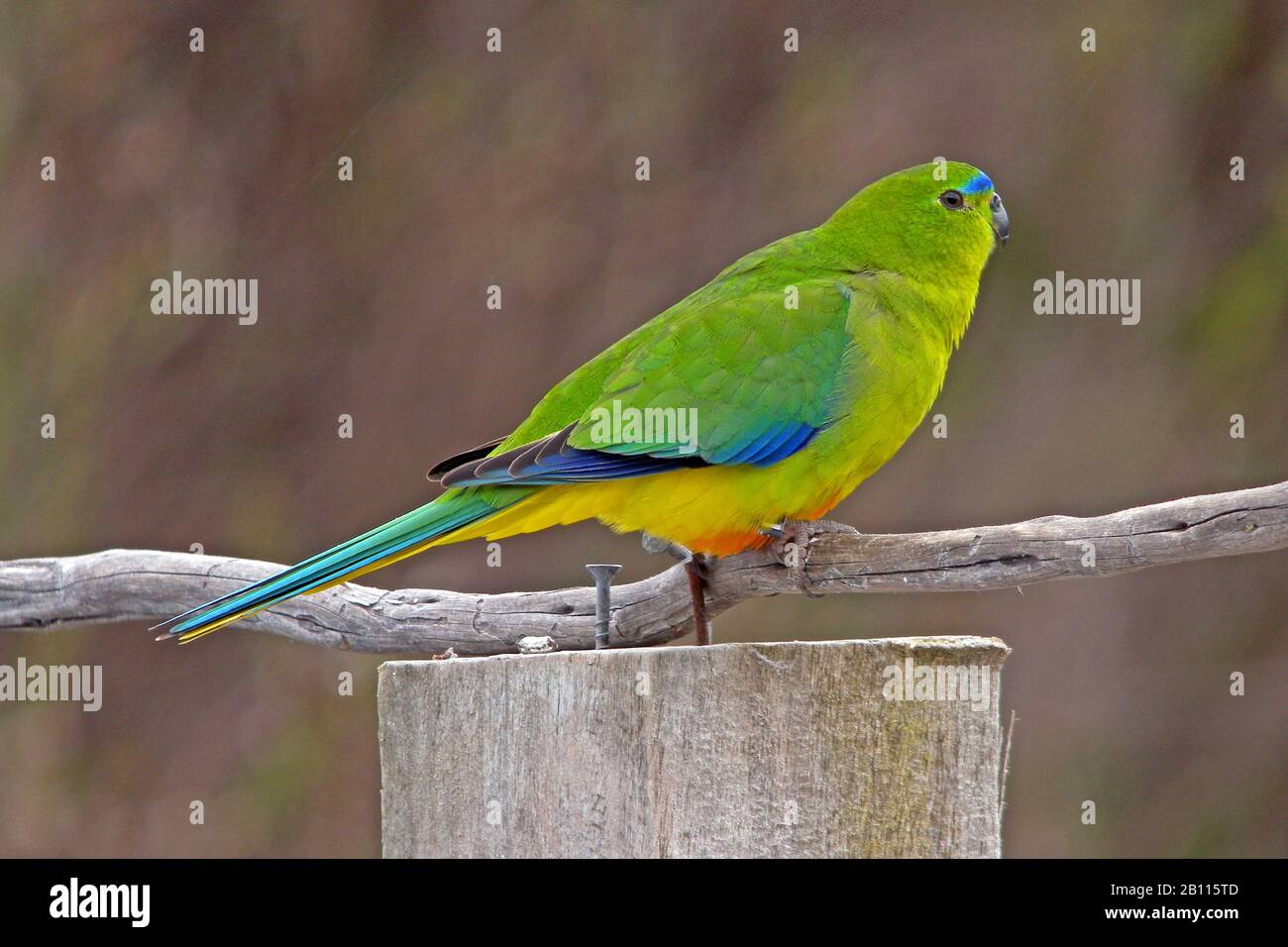 orange-bellied parrot (Neophema chrysogaster), sitting on a branch ...