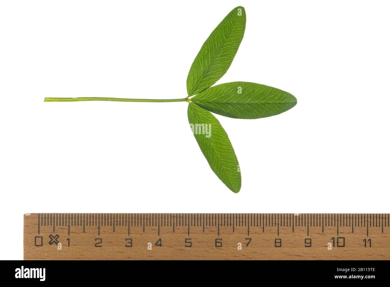 Red ruler hi-res stock photography and images - Alamy