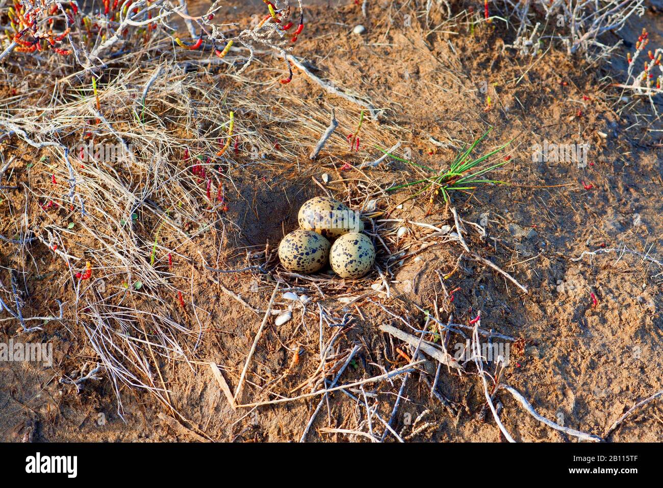 Pied view hi-res stock photography and images - Alamy