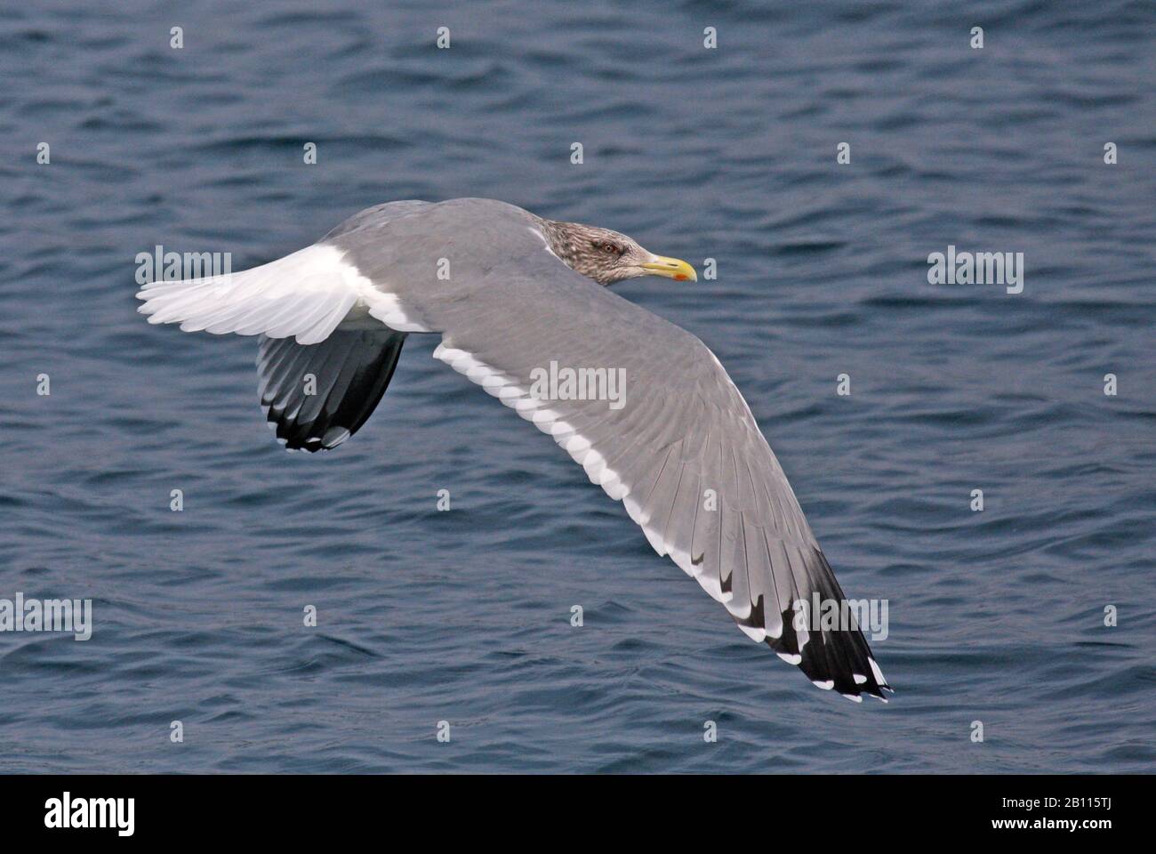 Japanese gull hi-res stock photography and images - Alamy