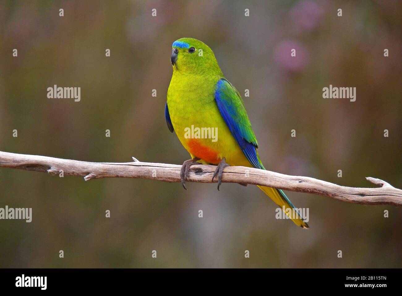 orange-bellied parrot (Neophema chrysogaster), sitting on a branch ...