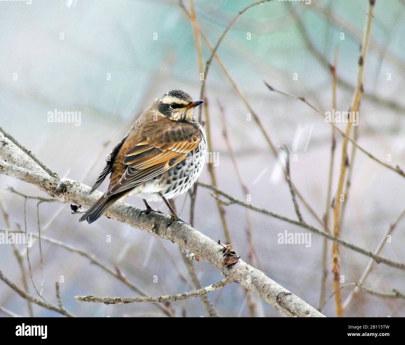 Dusky thrushes hi-res stock photography and images - Alamy