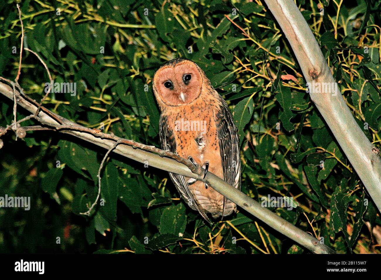 Masked owl hi-res stock photography and images - Alamy