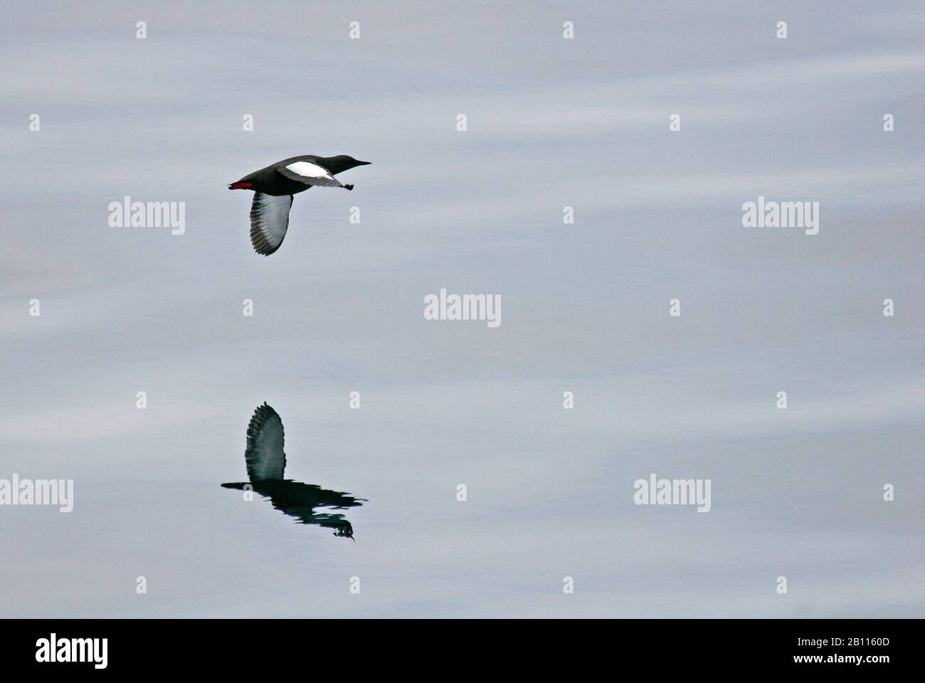 Black guillemot in flight hi-res stock photography and images - Alamy