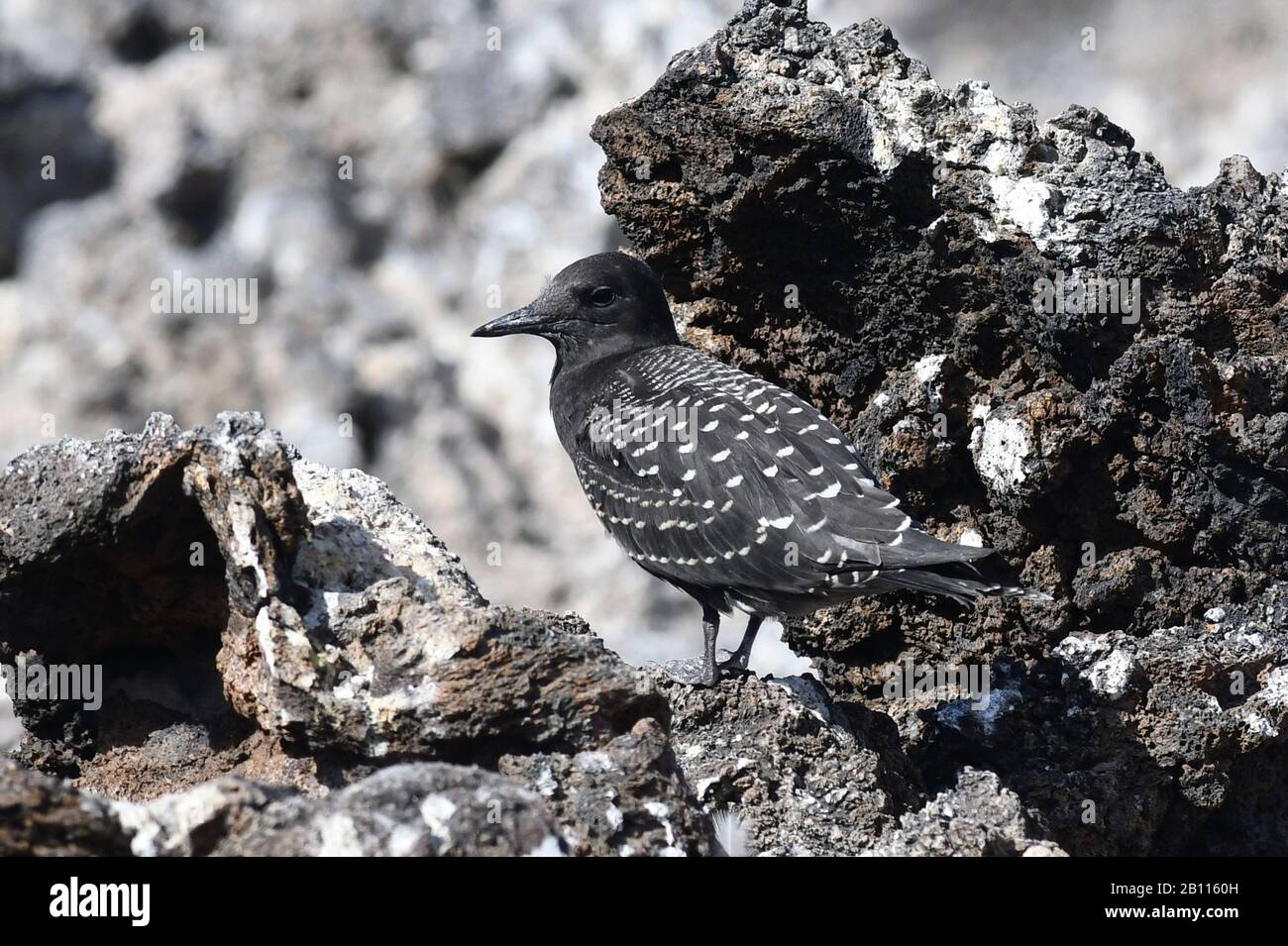 sooty tern (Sterna fuscata, Onychoprion fuscatus), juvenile perched on ...