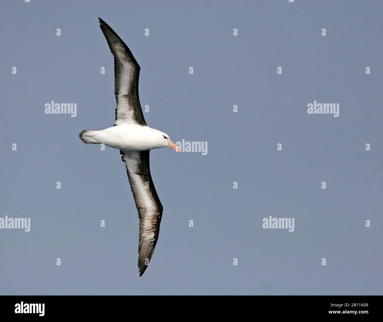 Black-browed albatross (Thalassarche melanophris, Diomedea melanophris ...