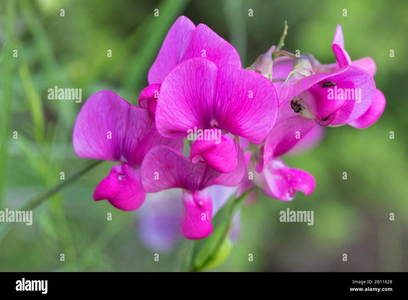 Perennial pea, Broad-leaf peavine, Everlasting Pea, Perennial Sweet Pea ...