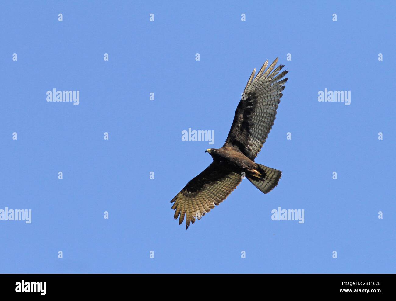 Mexican hawk hi-res stock photography and images - Alamy