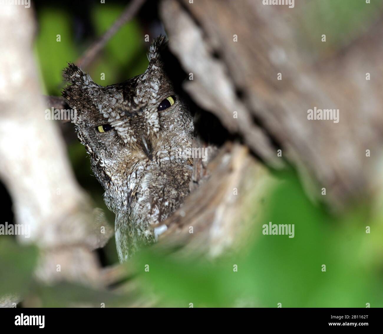 Cyprus scops owl (Otus cyprius), roosting in a Olive Tree, Cyprus Stock ...