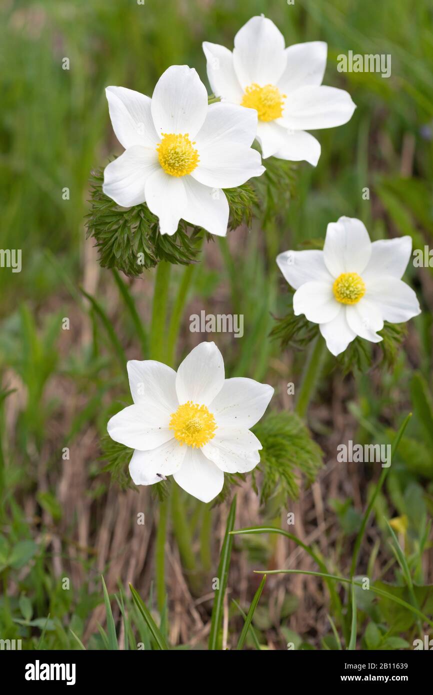 Alpine anemone (Pulsatilla alpina), flowers, Germany, Bavaria Stock ...