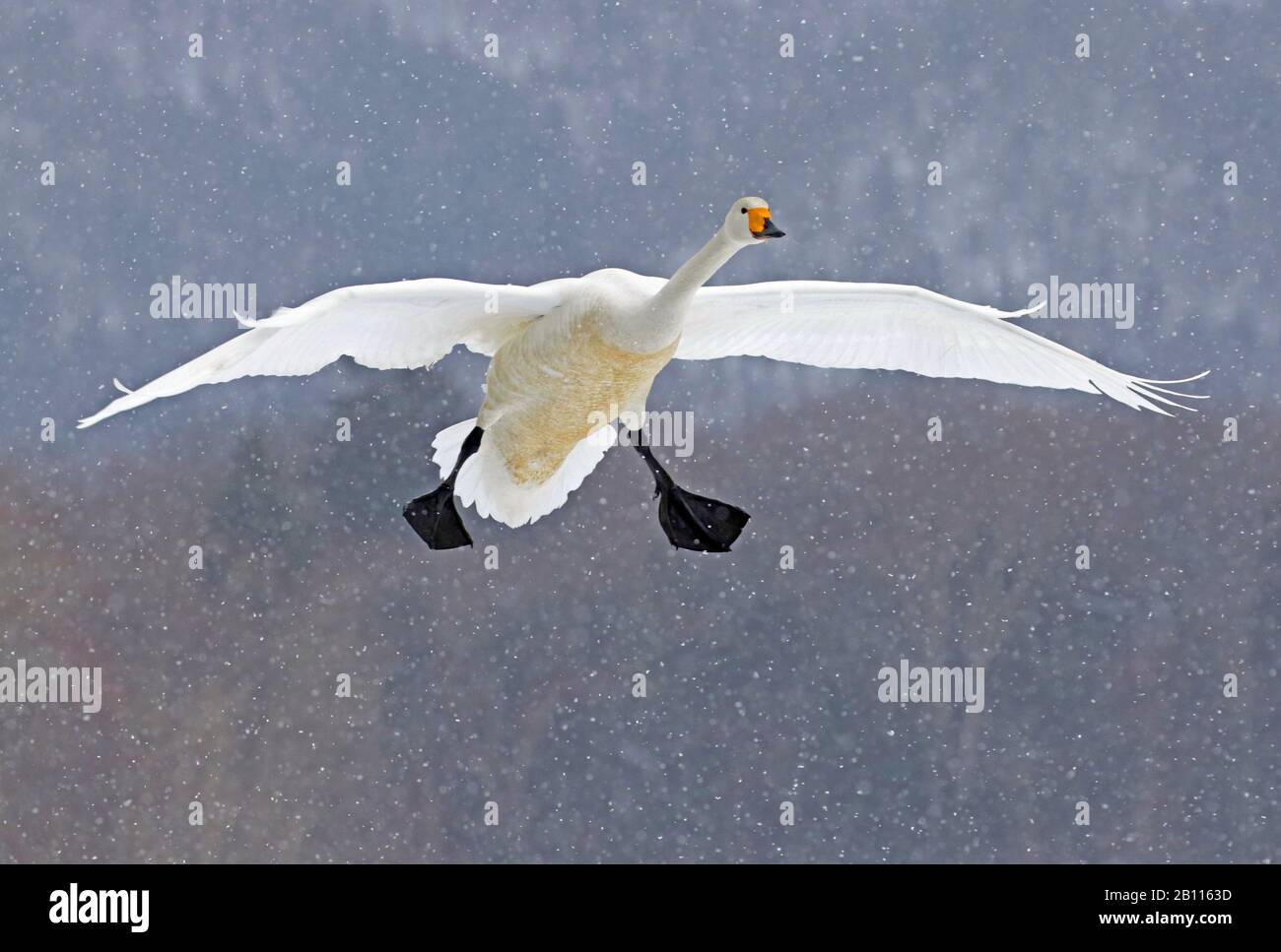 whooper swan (Cygnus cygnus), in flight, Japan, Hokkaido, Kushiro Stock ...
