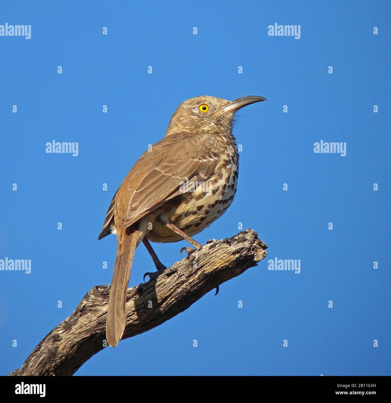 grey thrasher (Toxostoma cinereum), on a branch, Mexico Stock Photo - Alamy