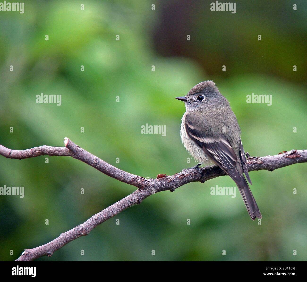 Flycatcher empidonax wildlife hi-res stock photography and images - Alamy