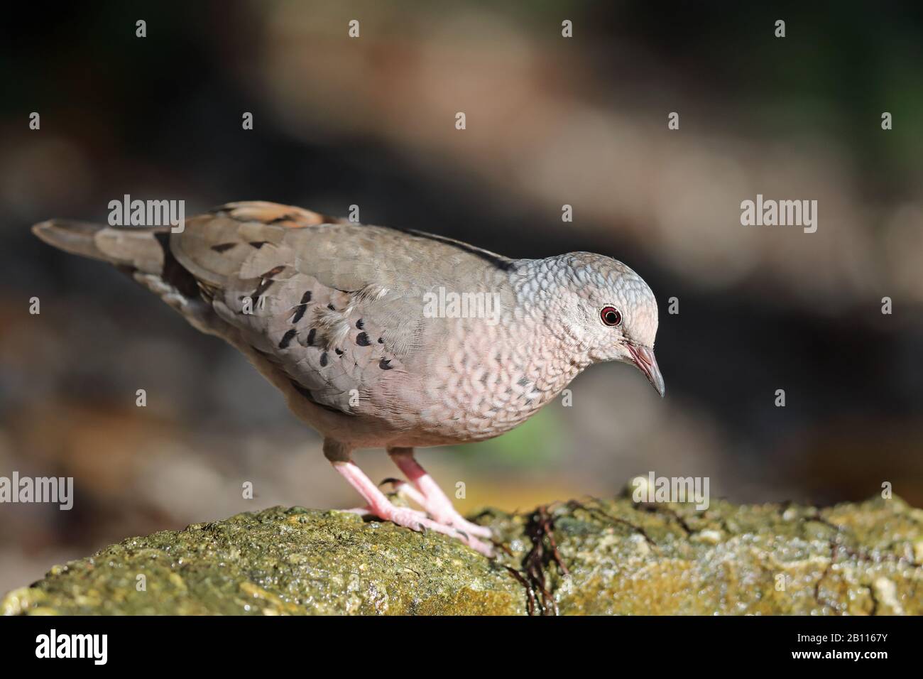 Common ground dove (Columbina passerina), stands on a stone, Cuba, Cayo ...
