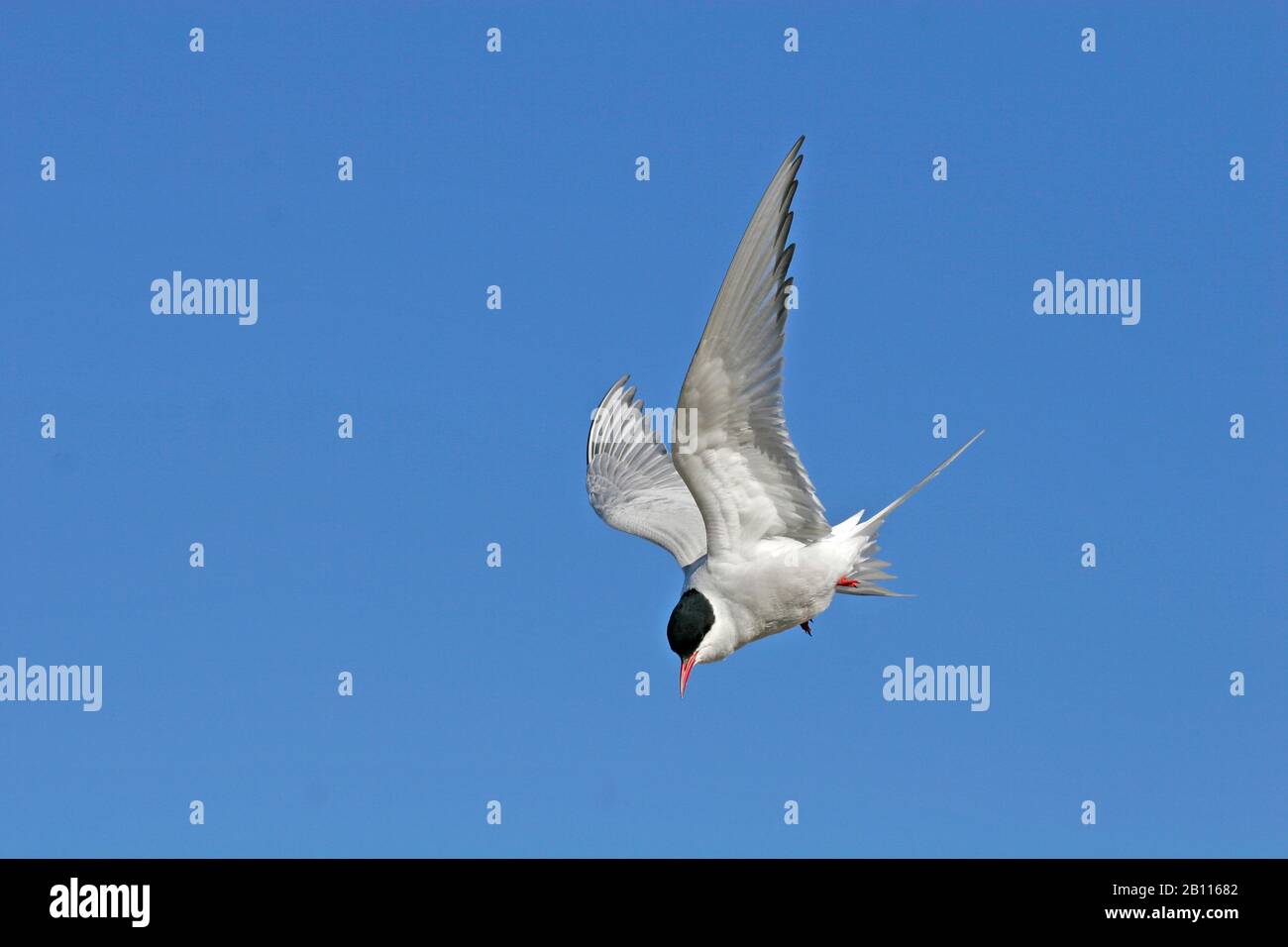 arctic tern (Sterna paradisaea), in flight against a blue sky, Norway ...