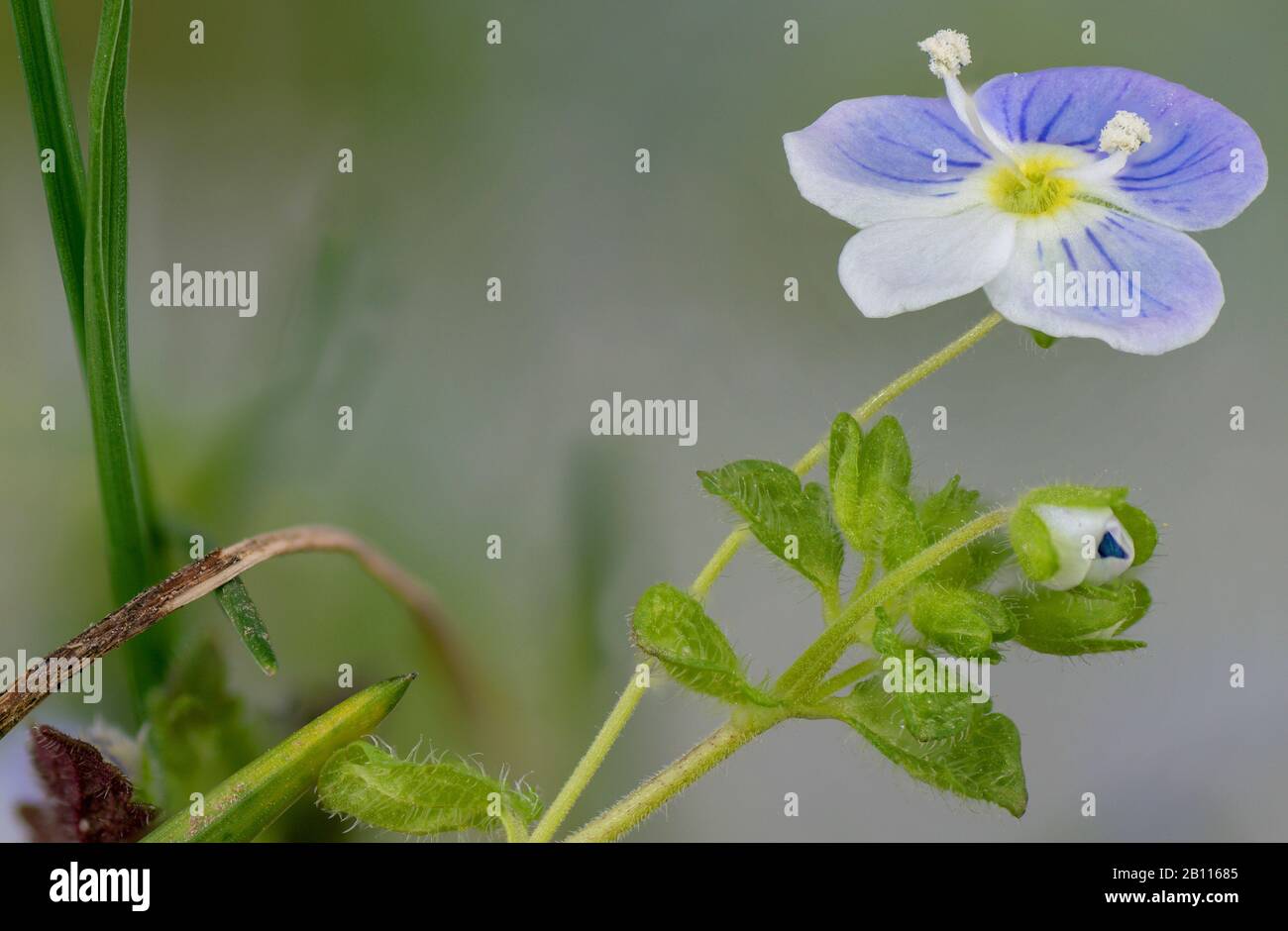 Persian speedwell hi-res stock photography and images - Alamy