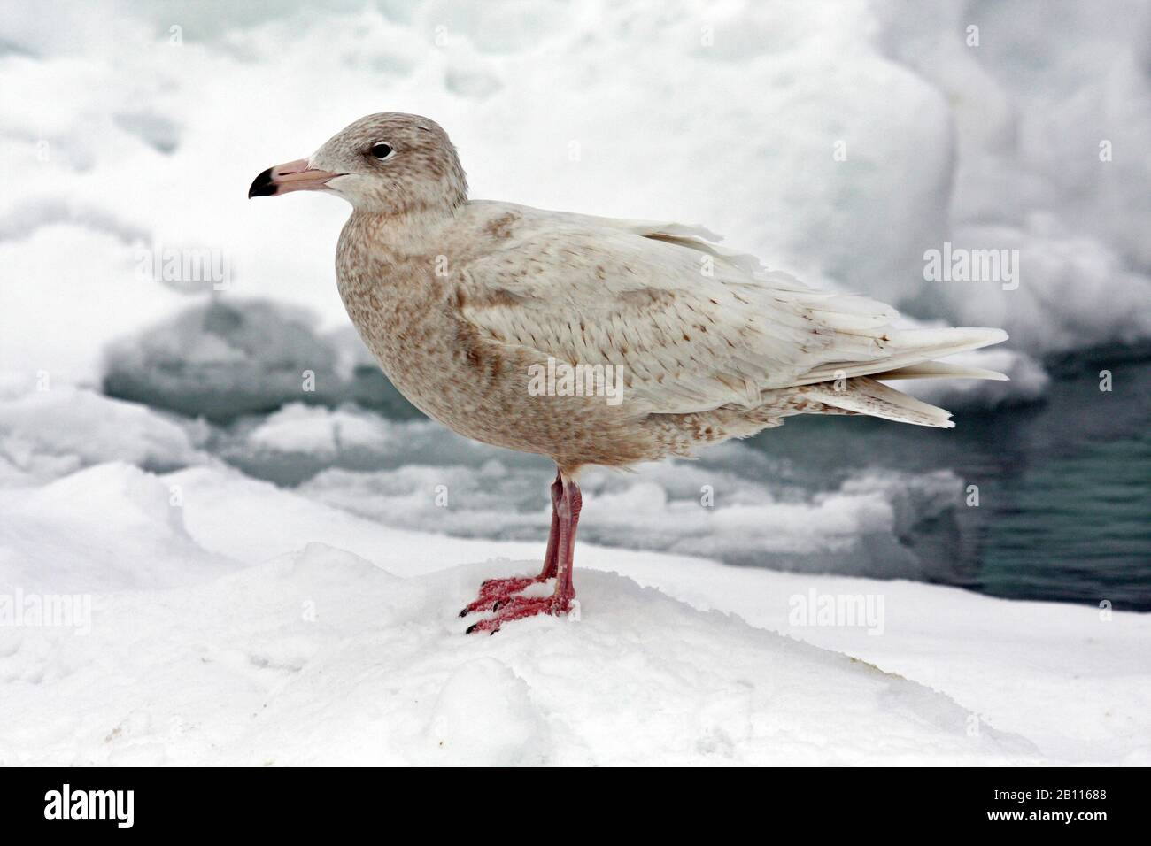 glaucous gull (Larus hyperboreus), immature bird in snow, side view ...