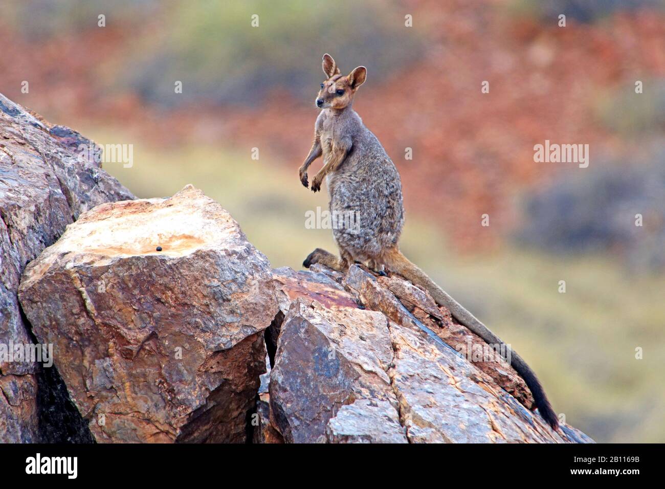Purple-necked rock-wallaby (Petrogale purpureicollis), in its habitat ...