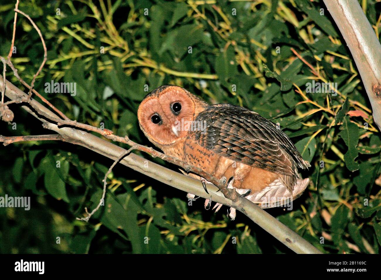 Lesser Masked Owl