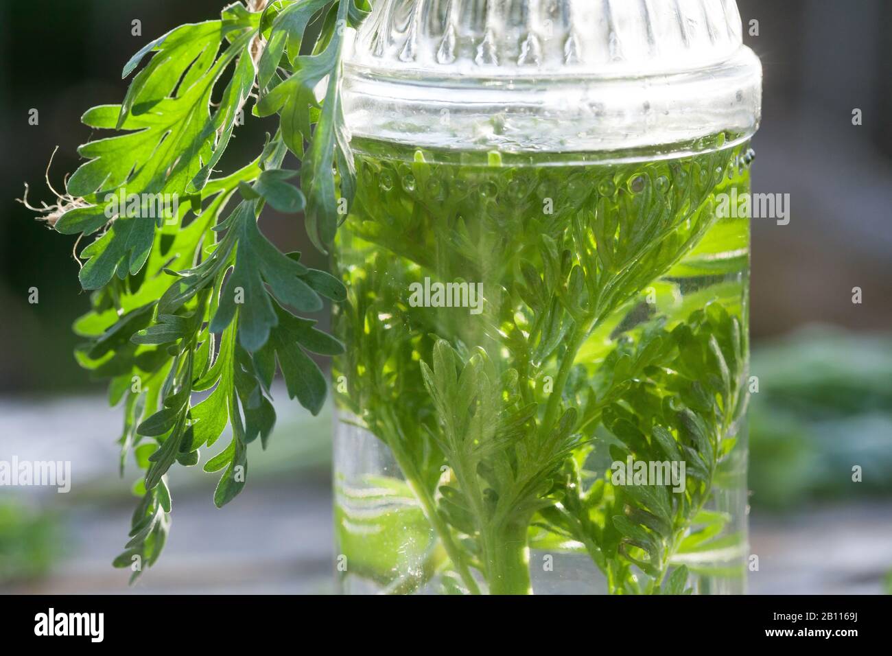 common wormwood, absinth wormwood, absinth sagewort (Artemisia ...