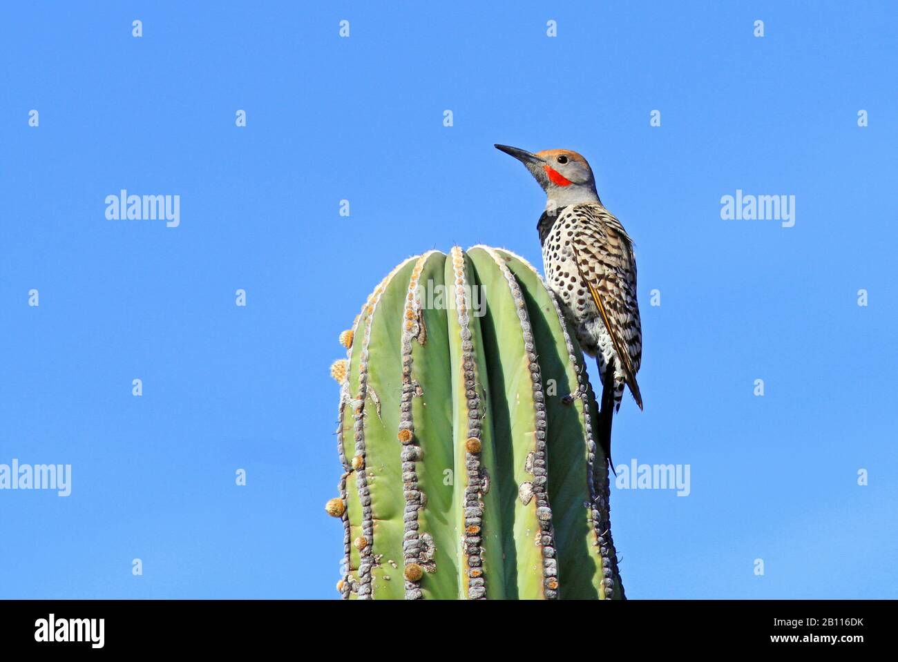 Bird on cactus hi-res stock photography and images - Alamy