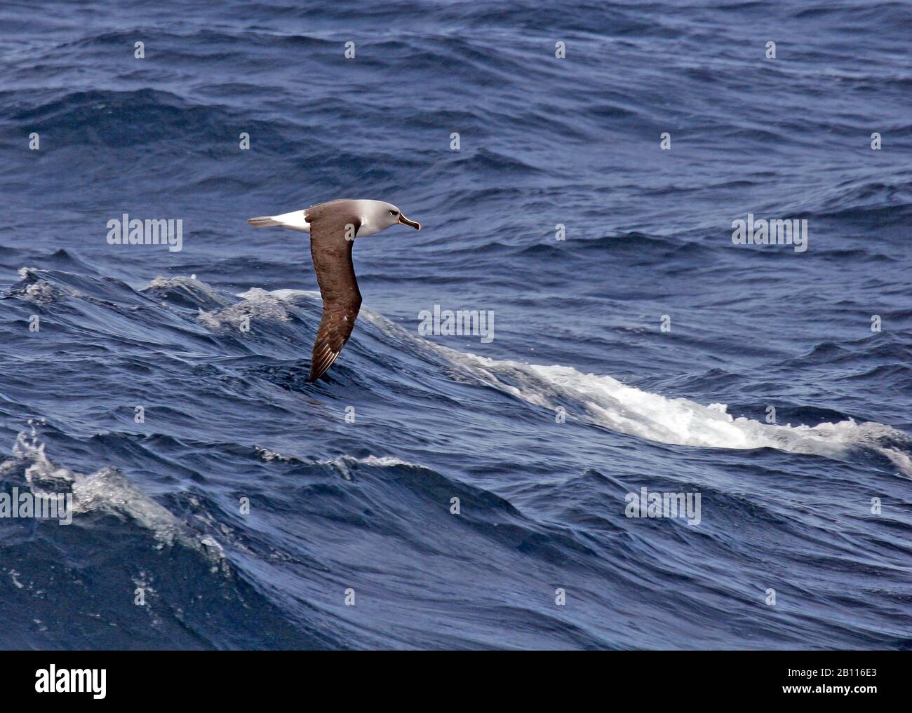 Ocean albatross hi-res stock photography and images - Alamy