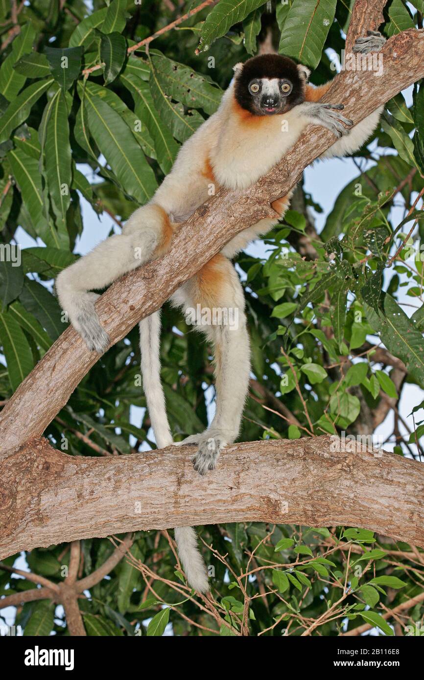 Crowned sifaka (Propithecus coronatus), sits on a tree, Madagascar ...
