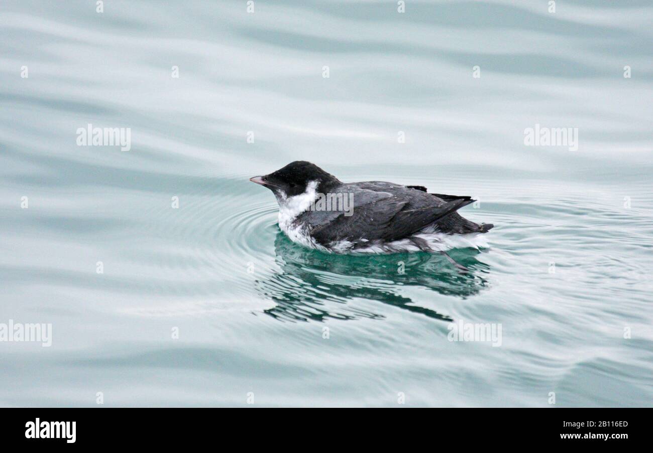 Ancient Murrelet
