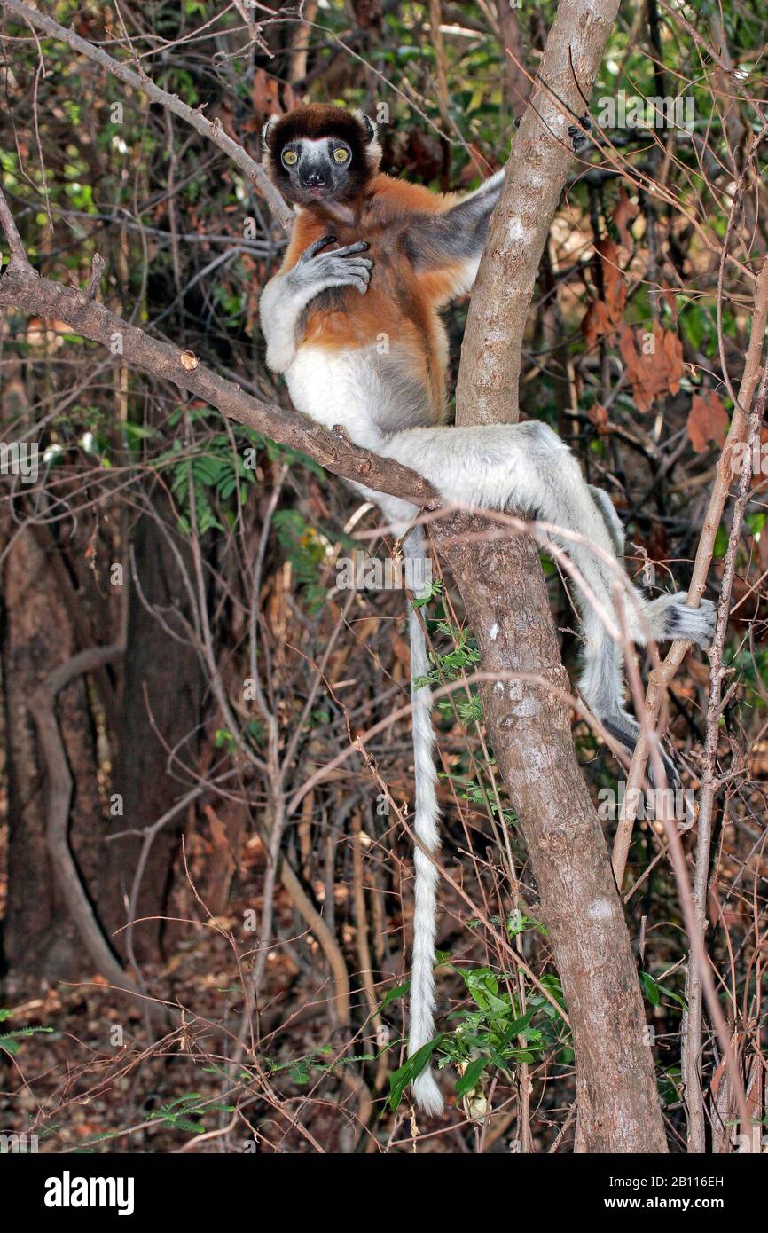Crowned sifaka (Propithecus coronatus), sits on a tree, Madagascar ...