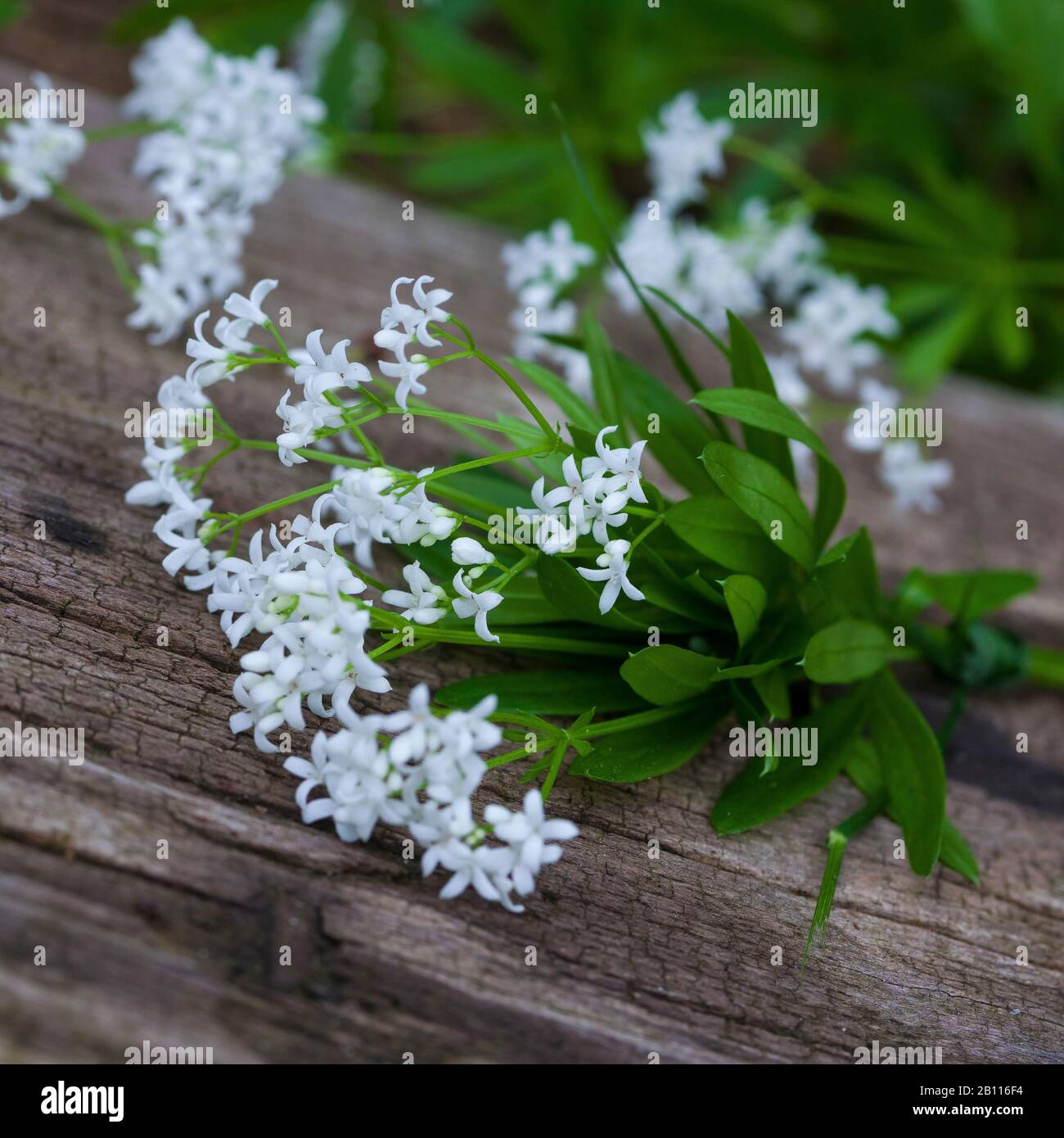 sweet woodruff (Galium odoratum), harvesting of sweet woodruff, Germany ...