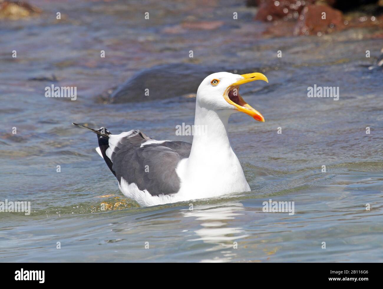 yellow-footed gull (Larus livens), swimming, calling, Mexico Stock ...
