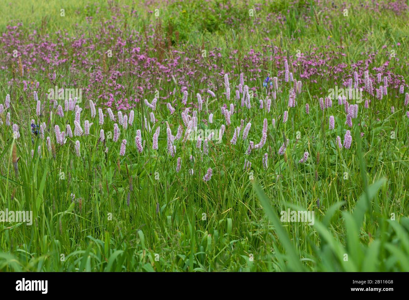 Common bistort, Meadow bistort (Polygonum bistorta, Bistorta ...