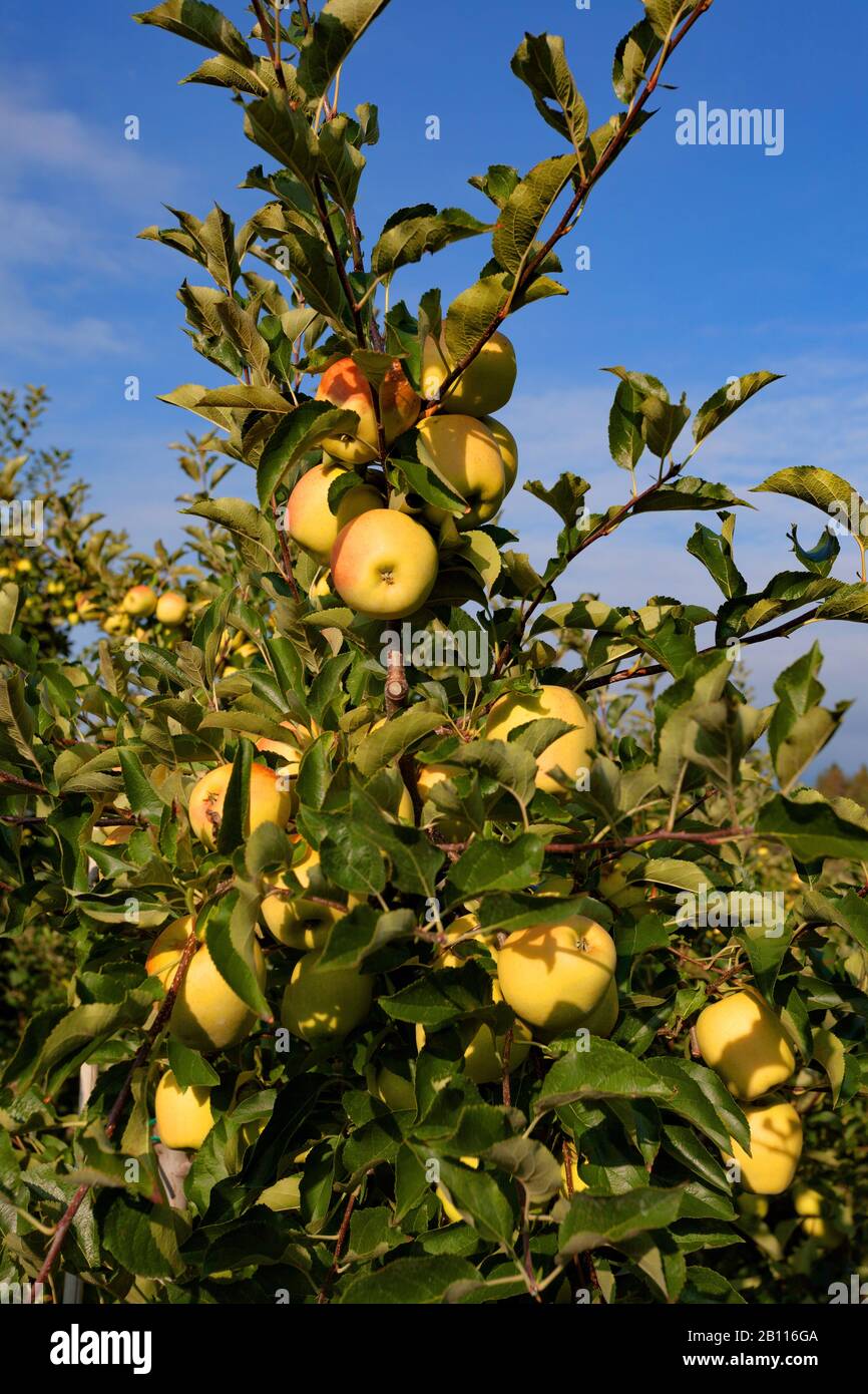 apple tree (Malus domestica), ready for harvesting apples at an apple ...