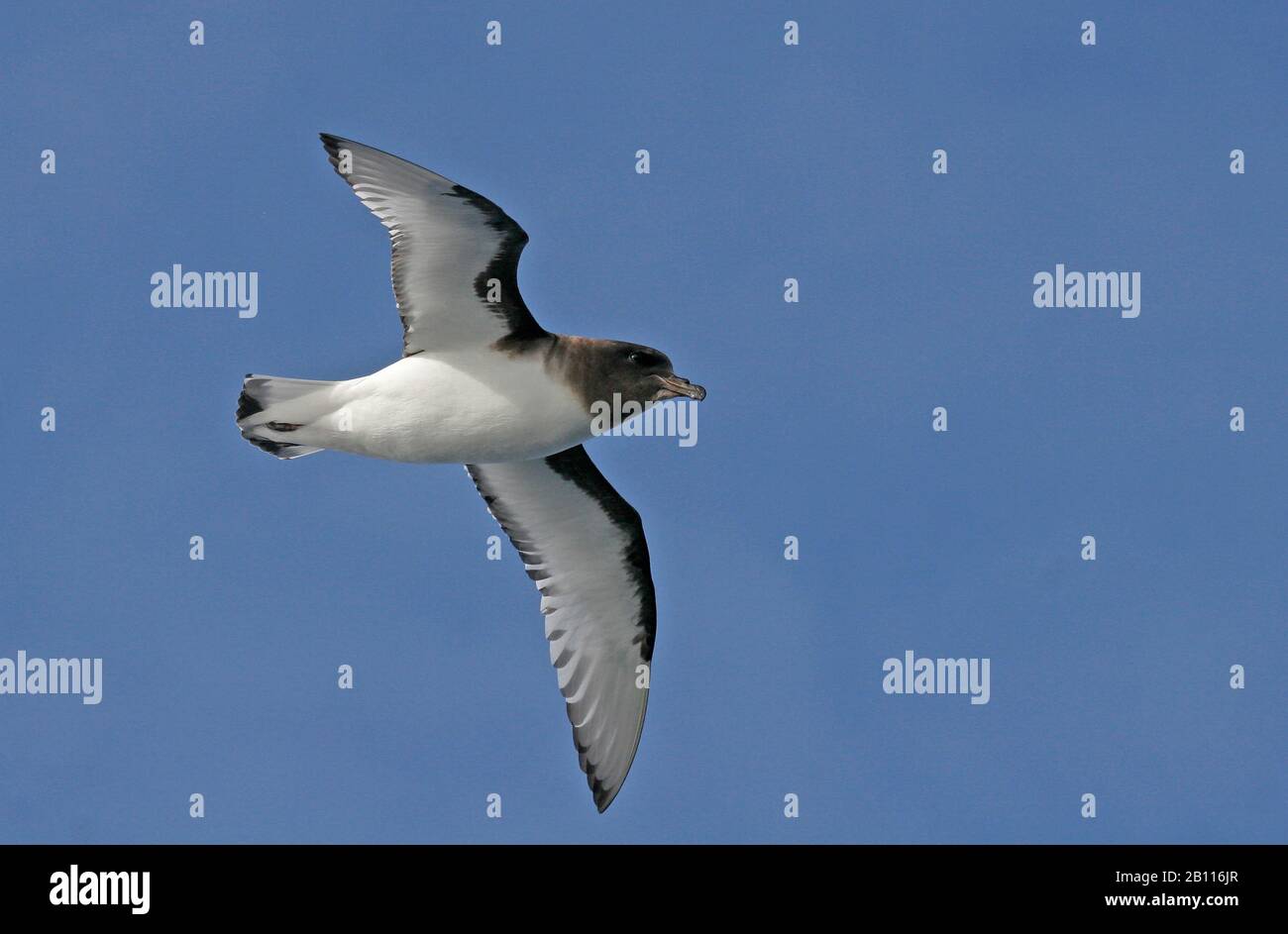 Antarctic petrel (Thalassoica antarctica), in flight in the blue sky ...