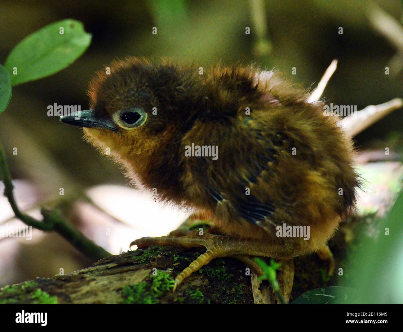 Mesitornis unicolor hi-res stock photography and images - Alamy