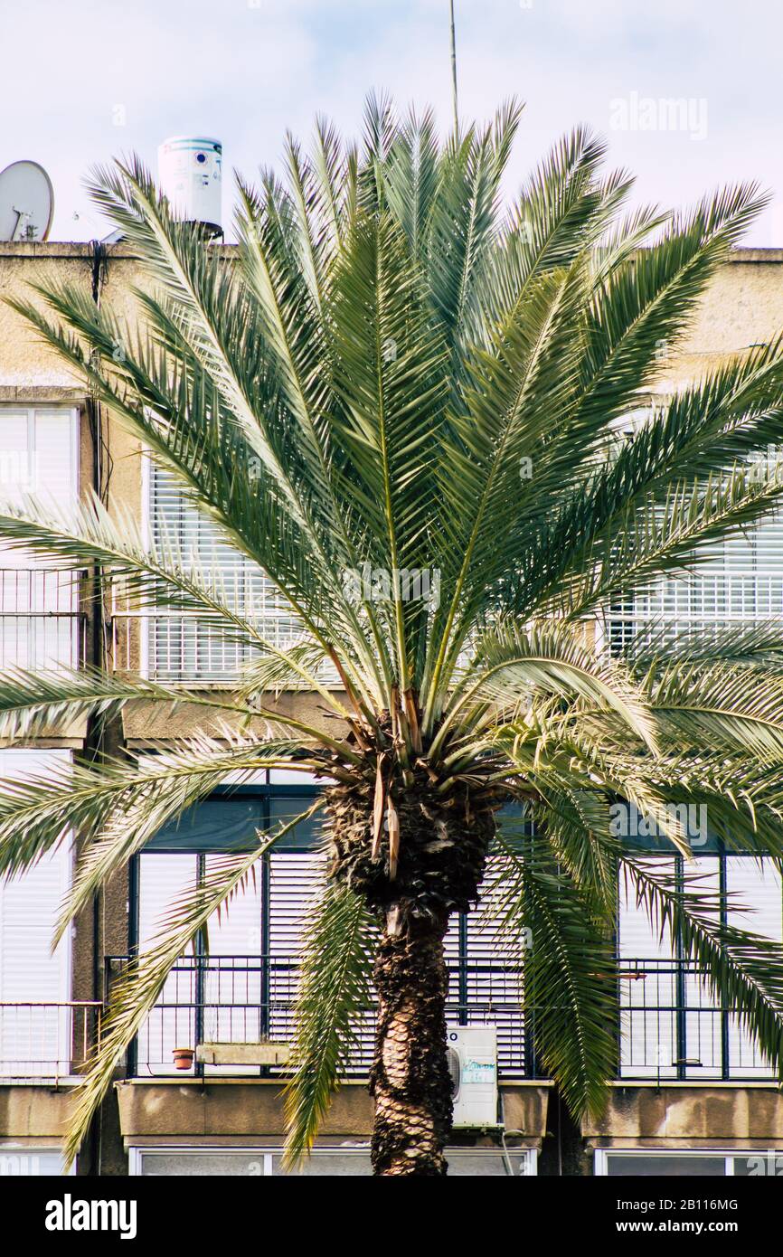 Tel Aviv Israel February 21, 2020 View of palm tree growing in the ...