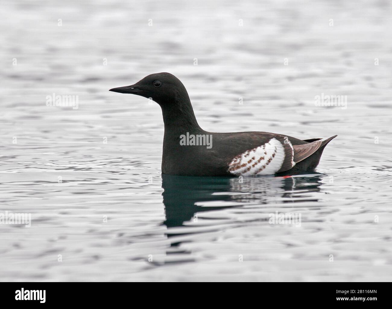 black guillemot (Cepphus grylle), swimming, side view, Norway, Svalbard ...